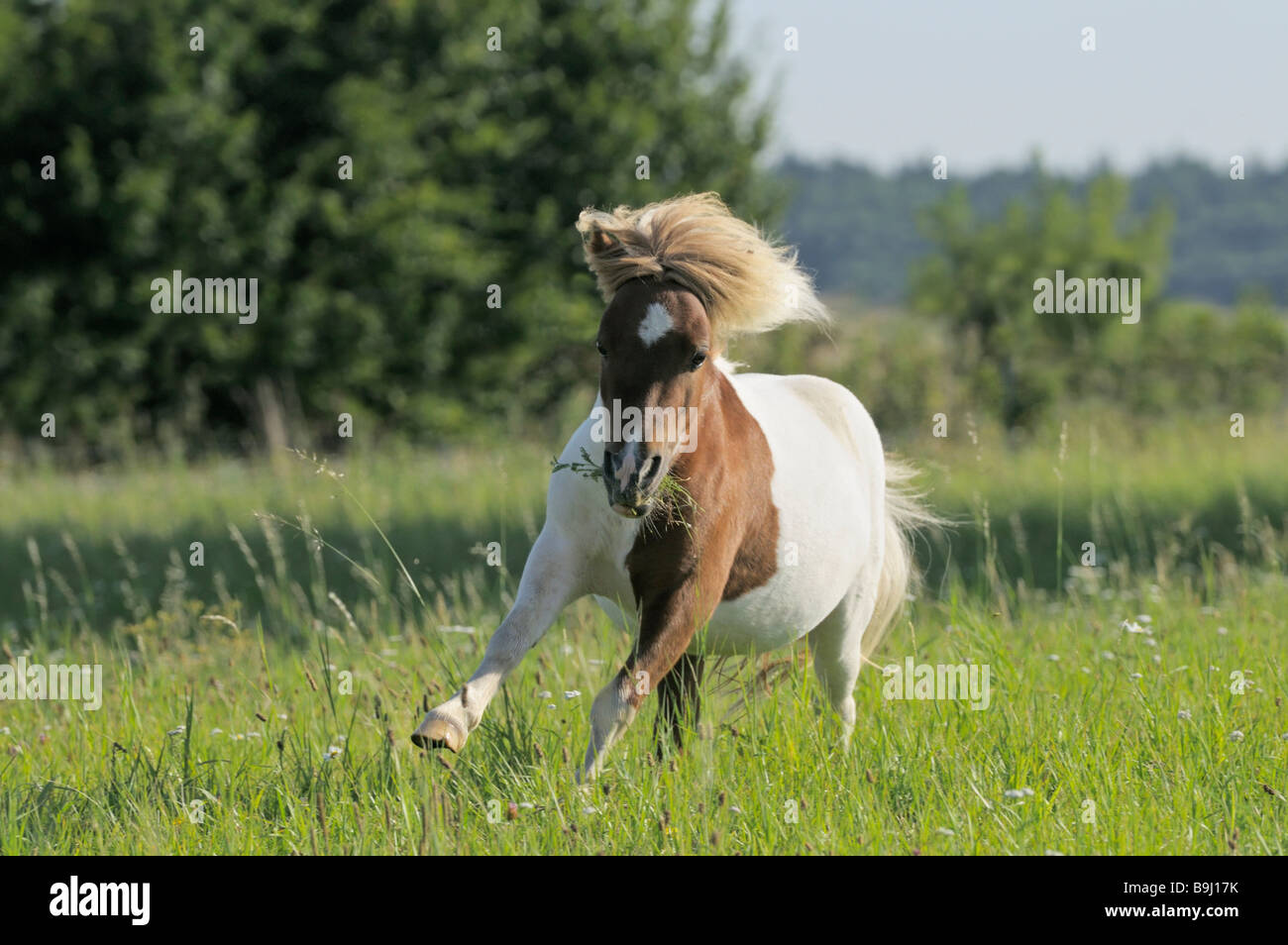 Shetland pony hi-res stock photography and images - Alamy