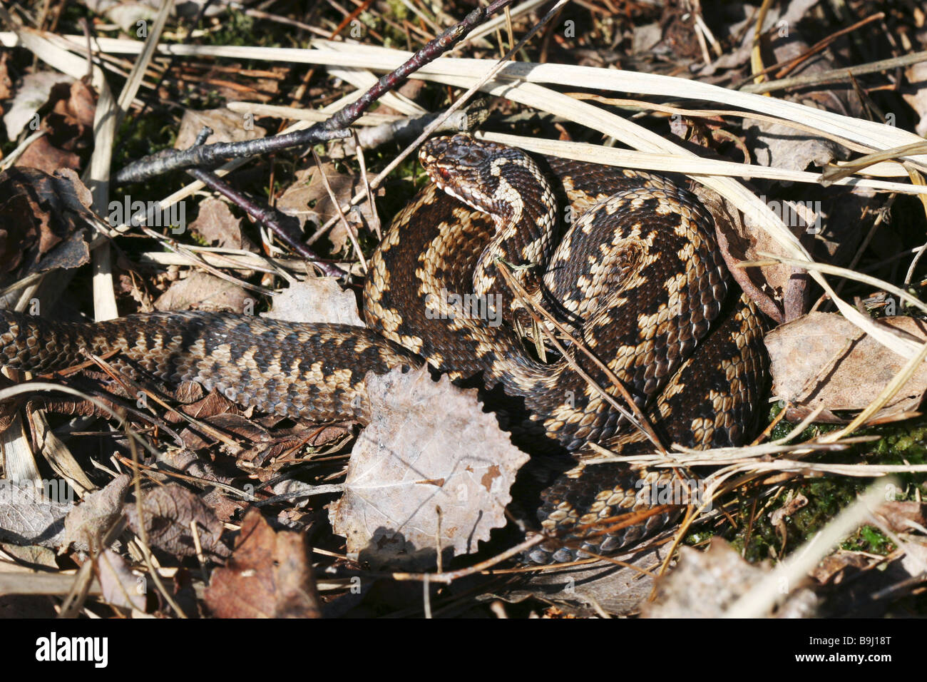 The common european adder hi-res stock photography and images - Alamy