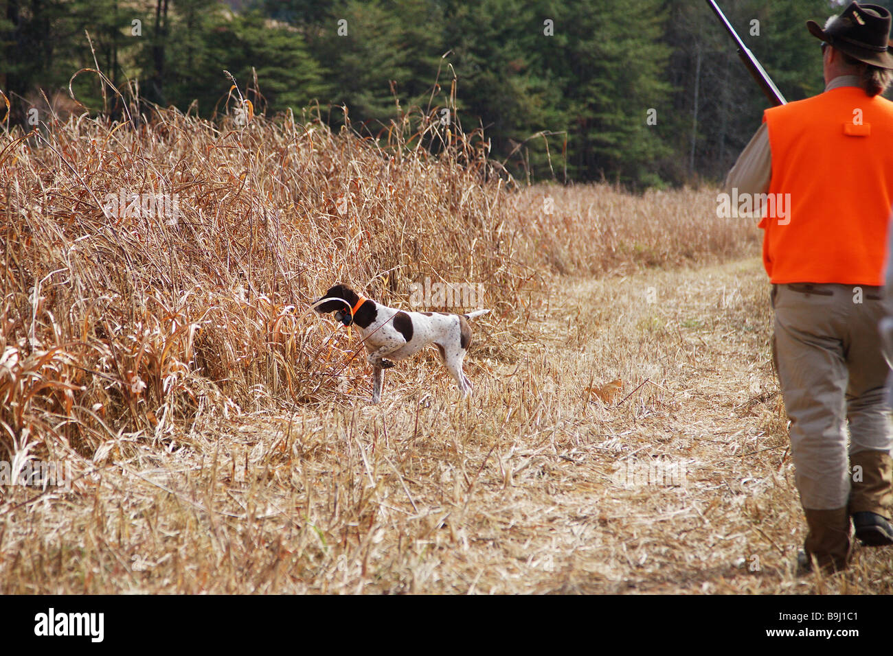 Hunting dog German short haired pointer on point while bird hunter ...