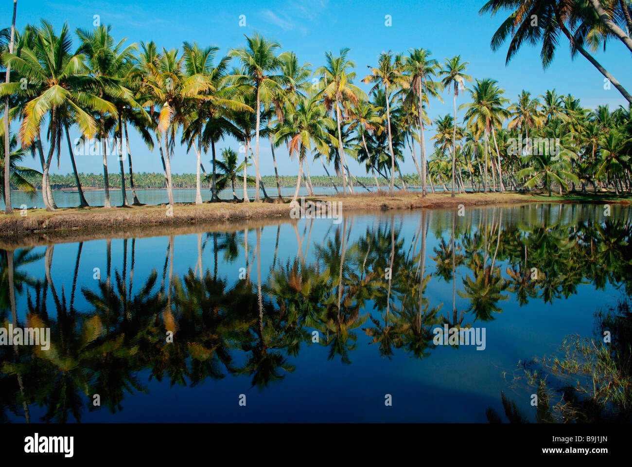 a coconut landscape from kerala backwaters,kerala,india Stock Photo - Alamy