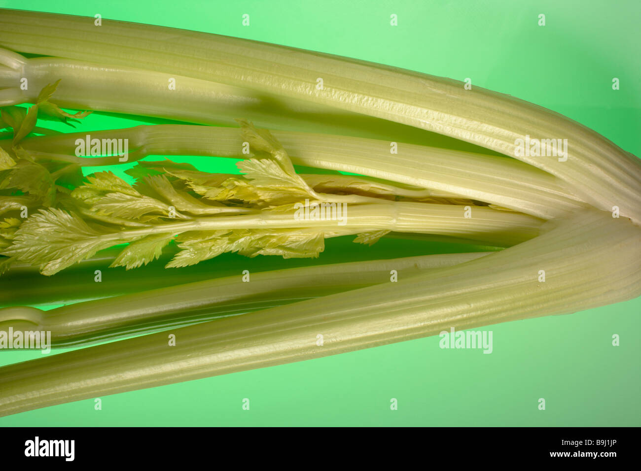 Bunch of Pascal celery Stock Photo - Alamy