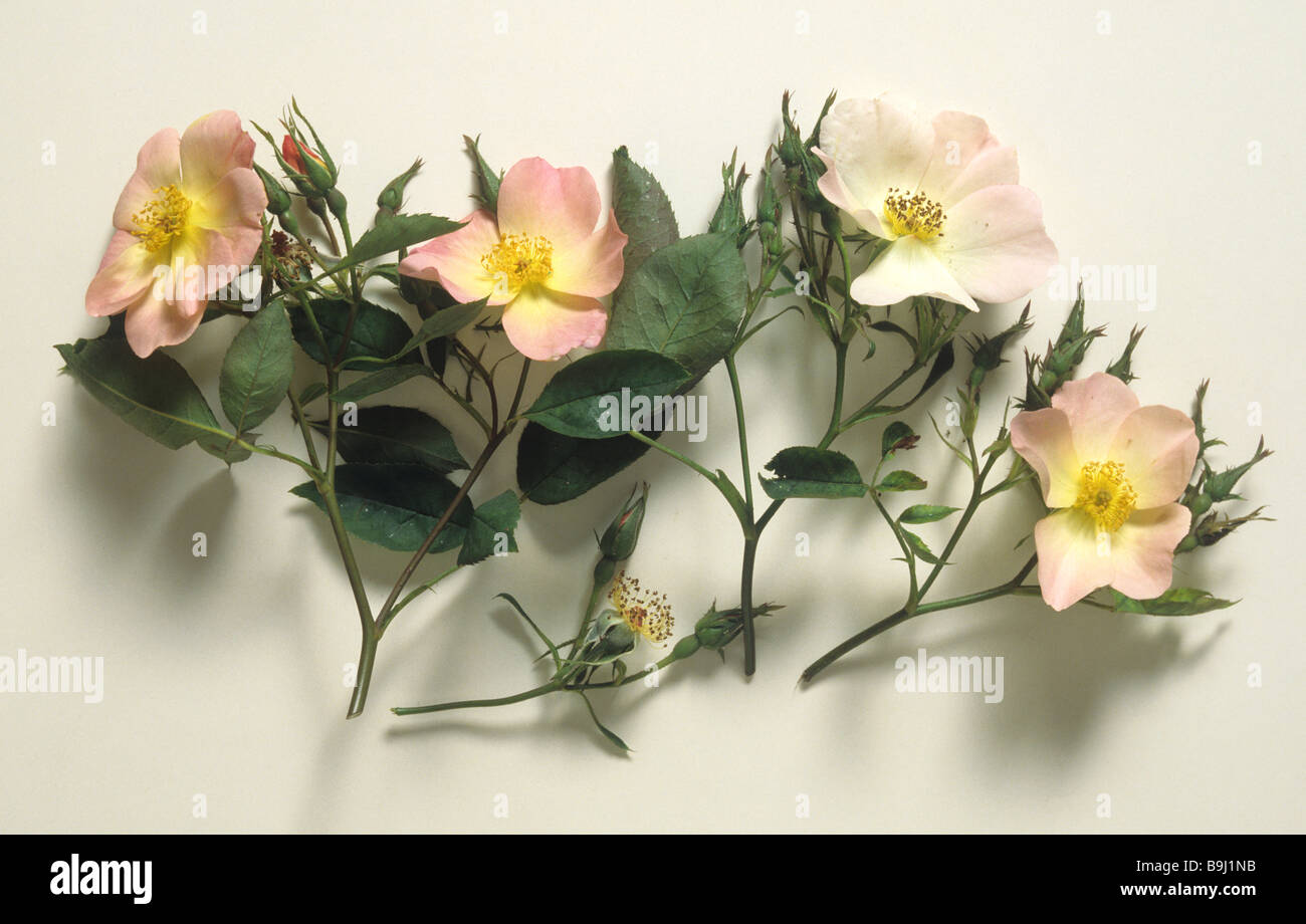 David Austin English Rose flower garden Alexandra Rose Stock Photo - Alamy