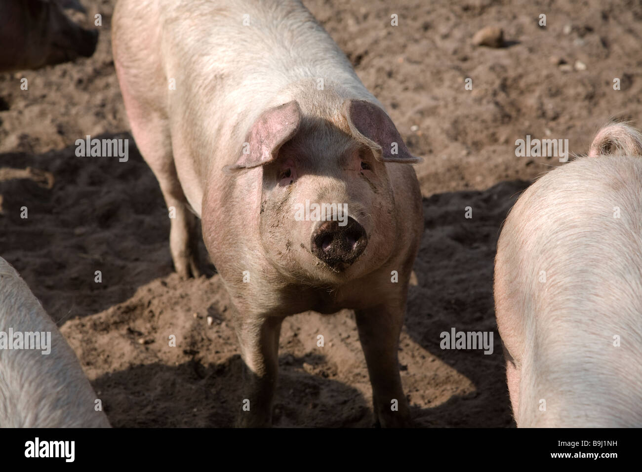Free range pig farming, Snape, Suffolk, England Stock Photo - Alamy