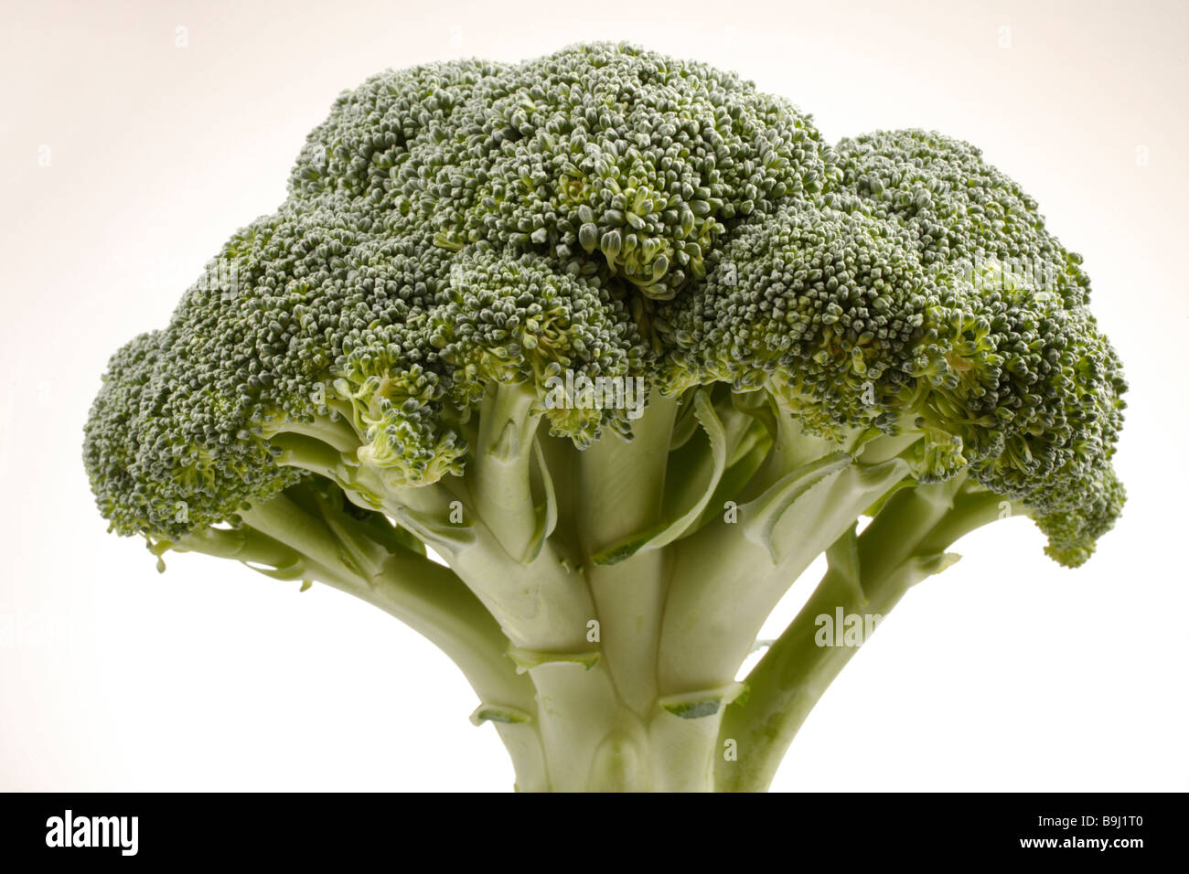 Brassica oleracea silvestris hi-res stock photography and images - Alamy