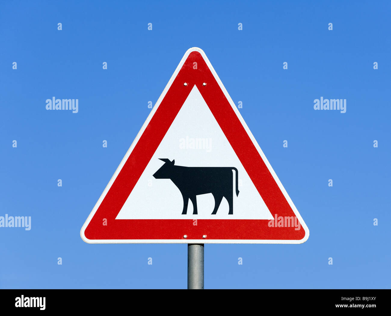 Warning-sign cows sign traffic sign traffic signs advice respect ...