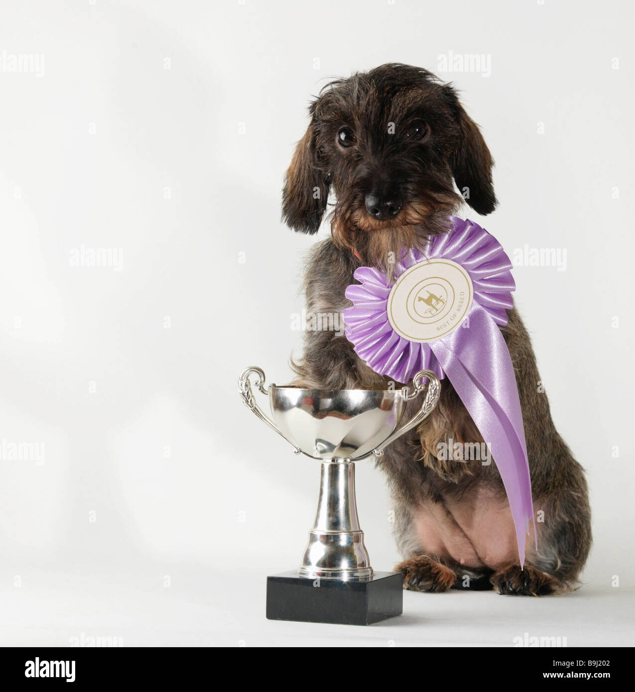 Dog wearing best-in-breed ribbon Stock Photo - Alamy