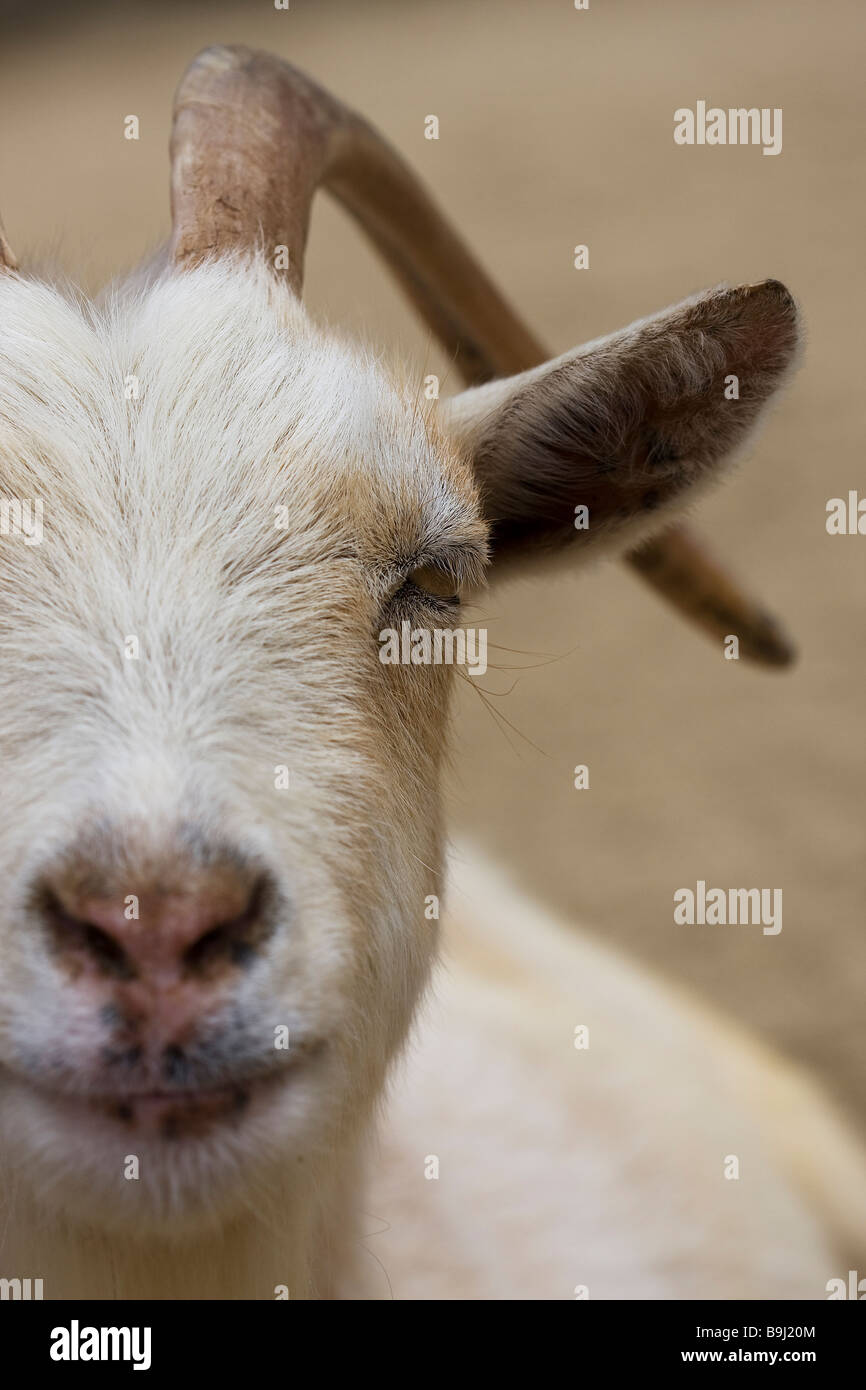 Portrait of a white goat in the San Francisco Zoo, California, USA ...