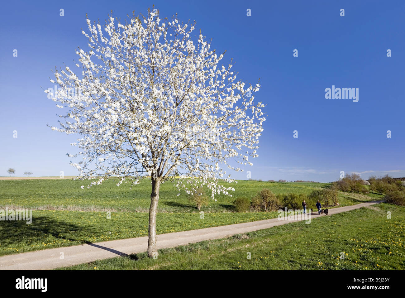 Is in store country road fields plum-tree Prunus domestica tree spring ...