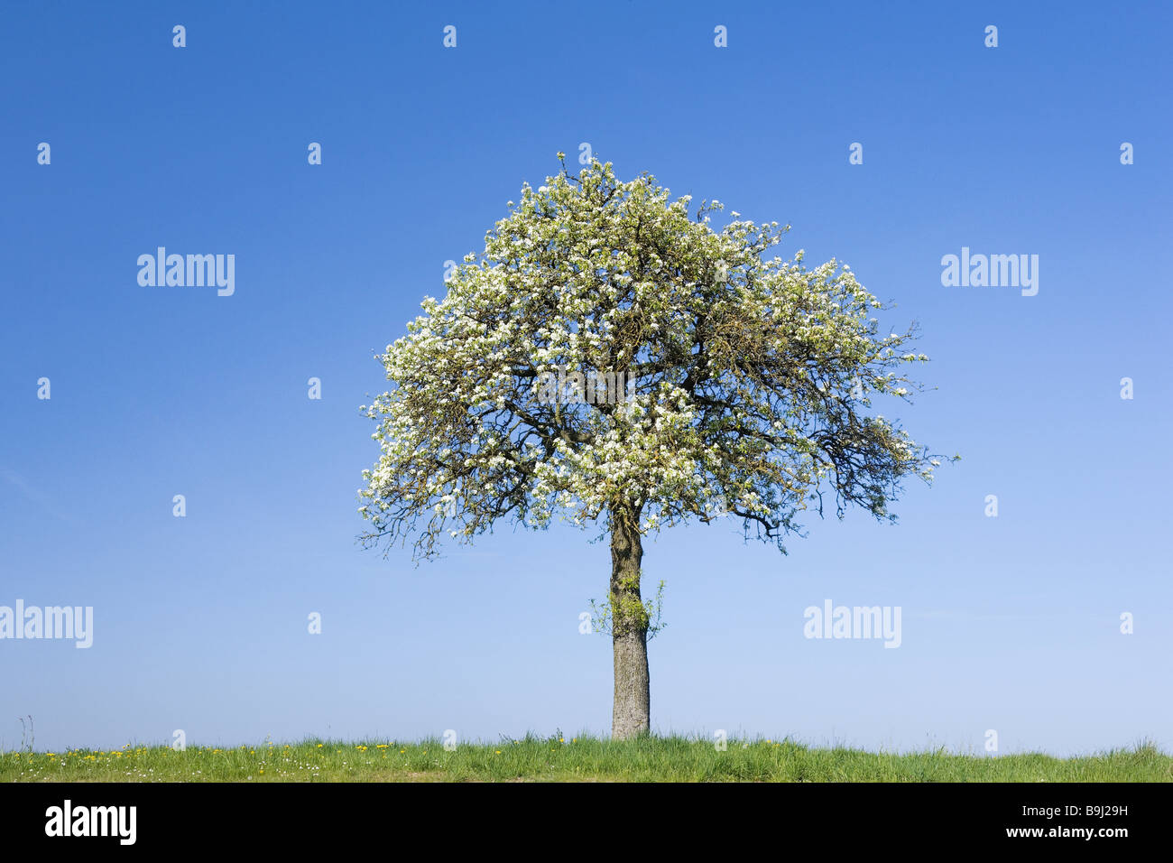 Apple tree prime plant tree bloom malus fruit tree spring spring season ...