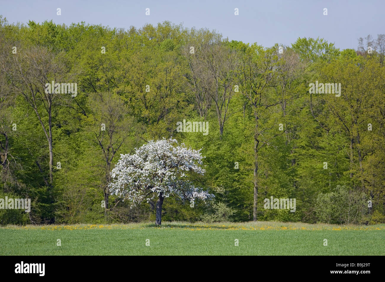 Apple tree prime plant tree bloom malus fruit tree spring spring season ...