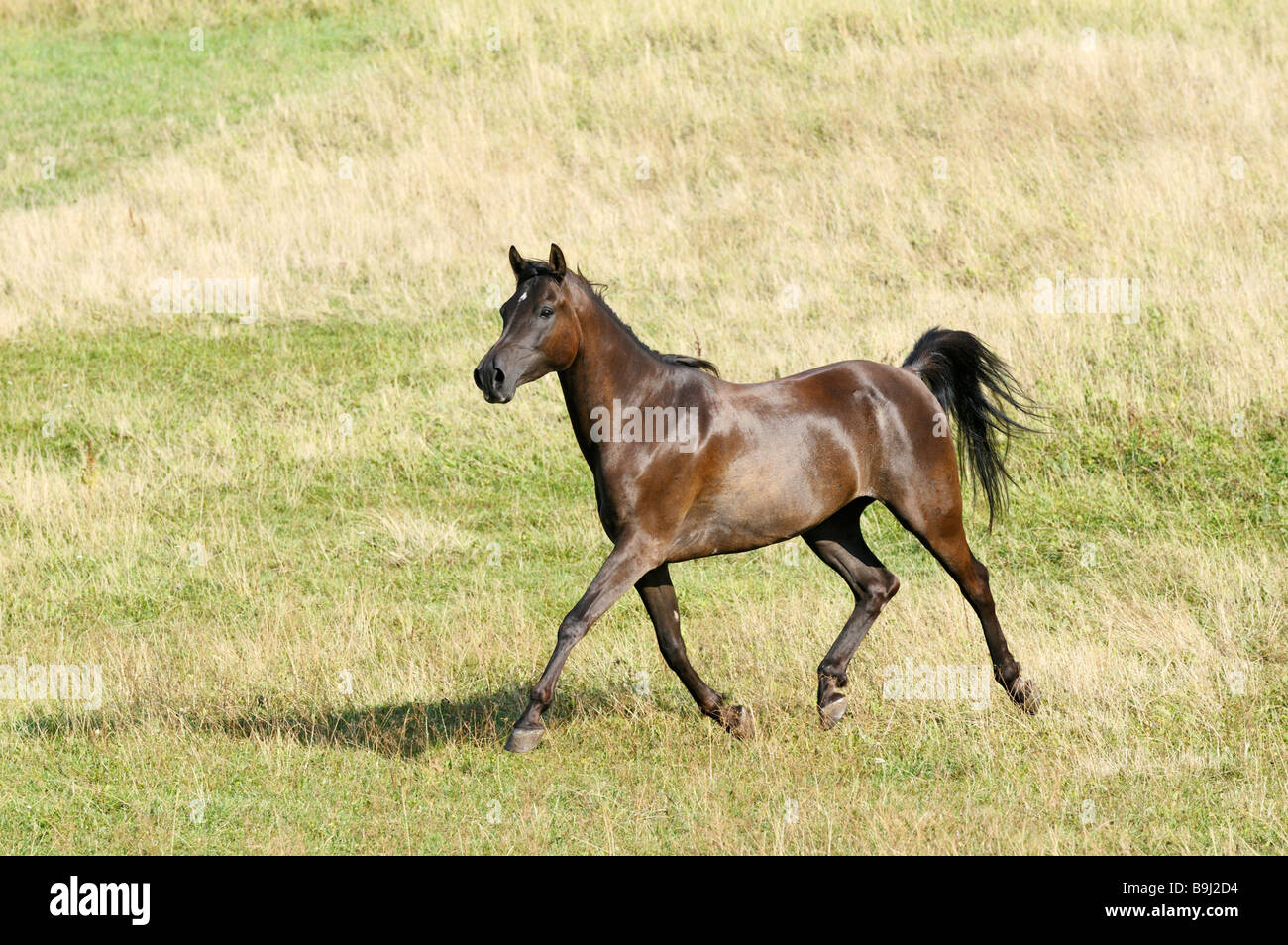 Arabian horse trotting hi-res stock photography and images - Alamy
