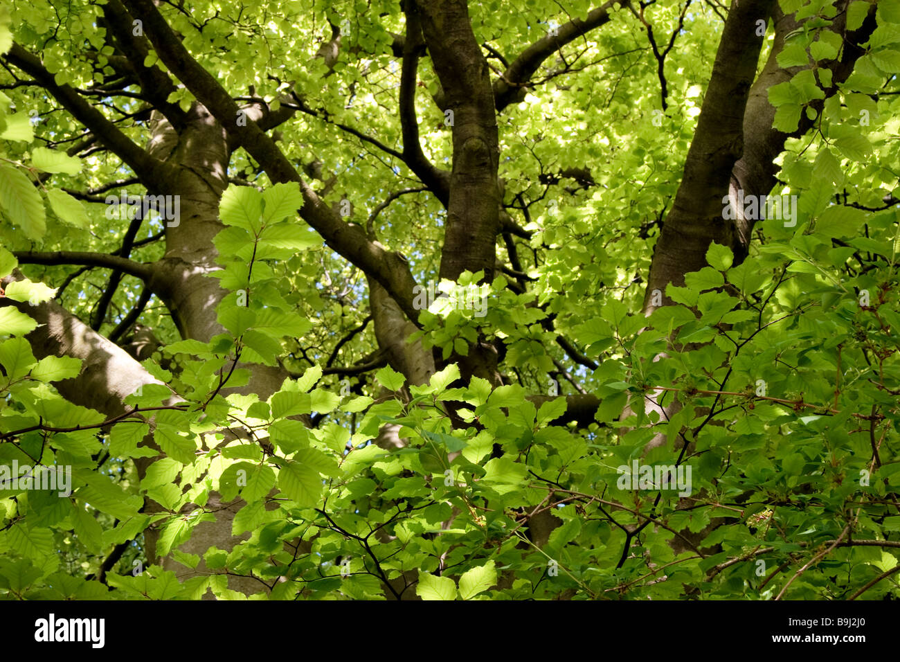 Fagaceae tree hi-res stock photography and images - Alamy
