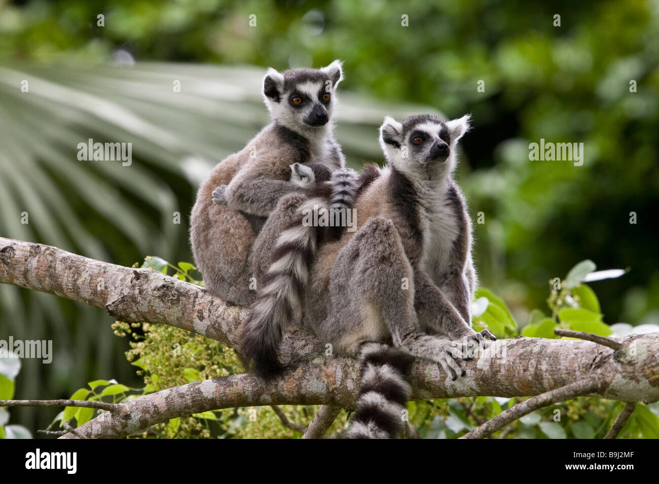 Ring tailed Lemur s Madagascar Stock Photo - Alamy