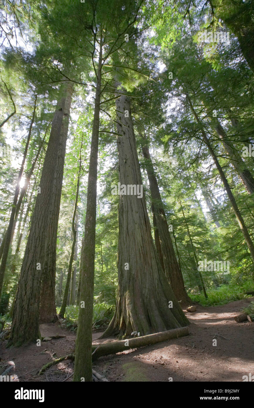 Cathedral grove rainforest douglas tree hi-res stock photography and ...