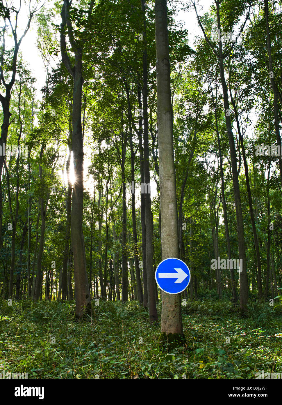 Sign at tree hi-res stock photography and images - Alamy