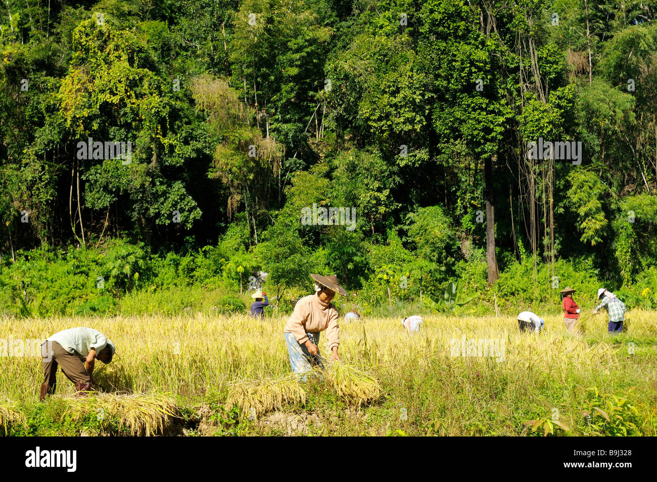 Rice farmers in the mountains in the north-west of Thailand, Chiang Mai ...