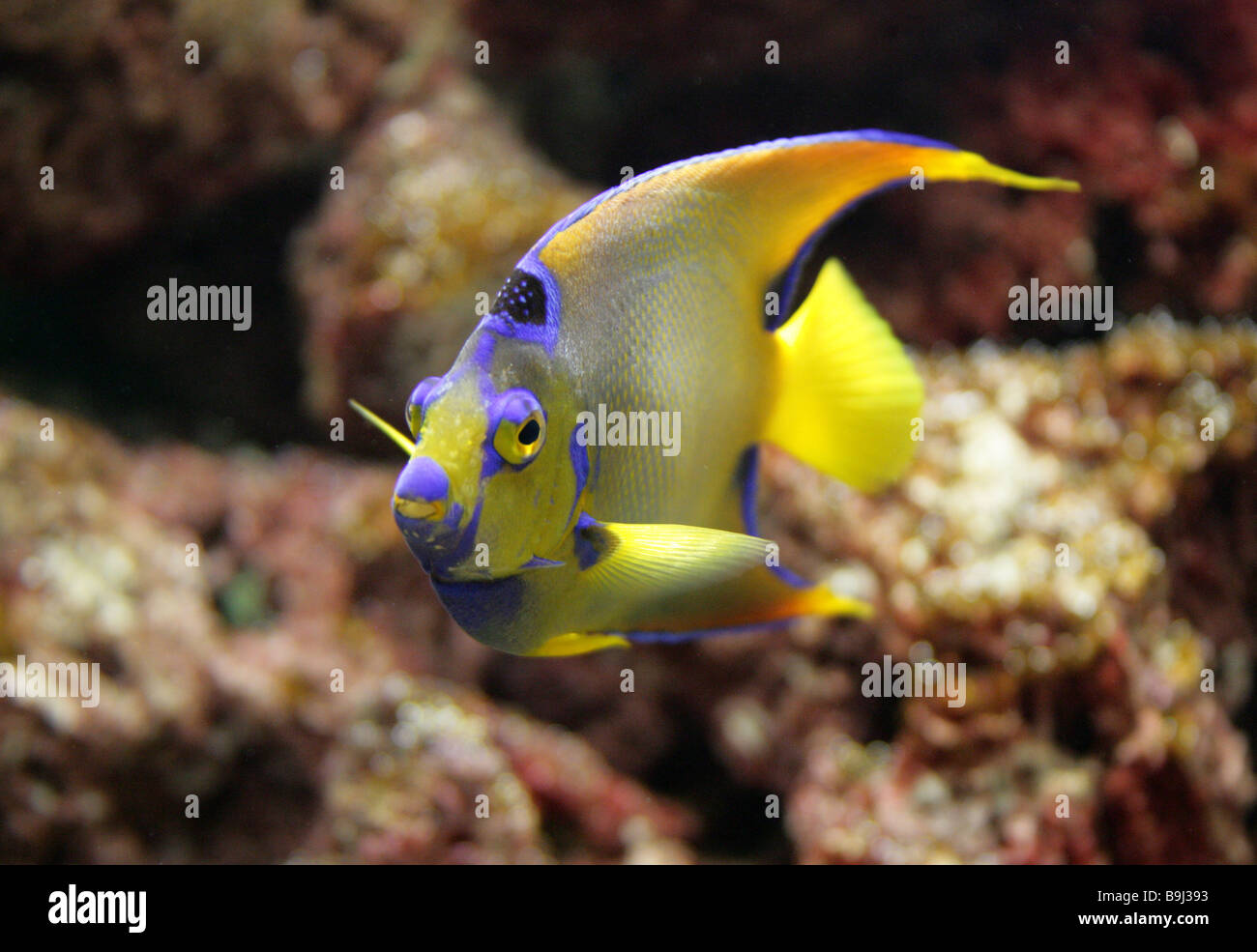Queen Angelfish, Holacanthus ciliaris, Pomacanthidae, Perciformes ...