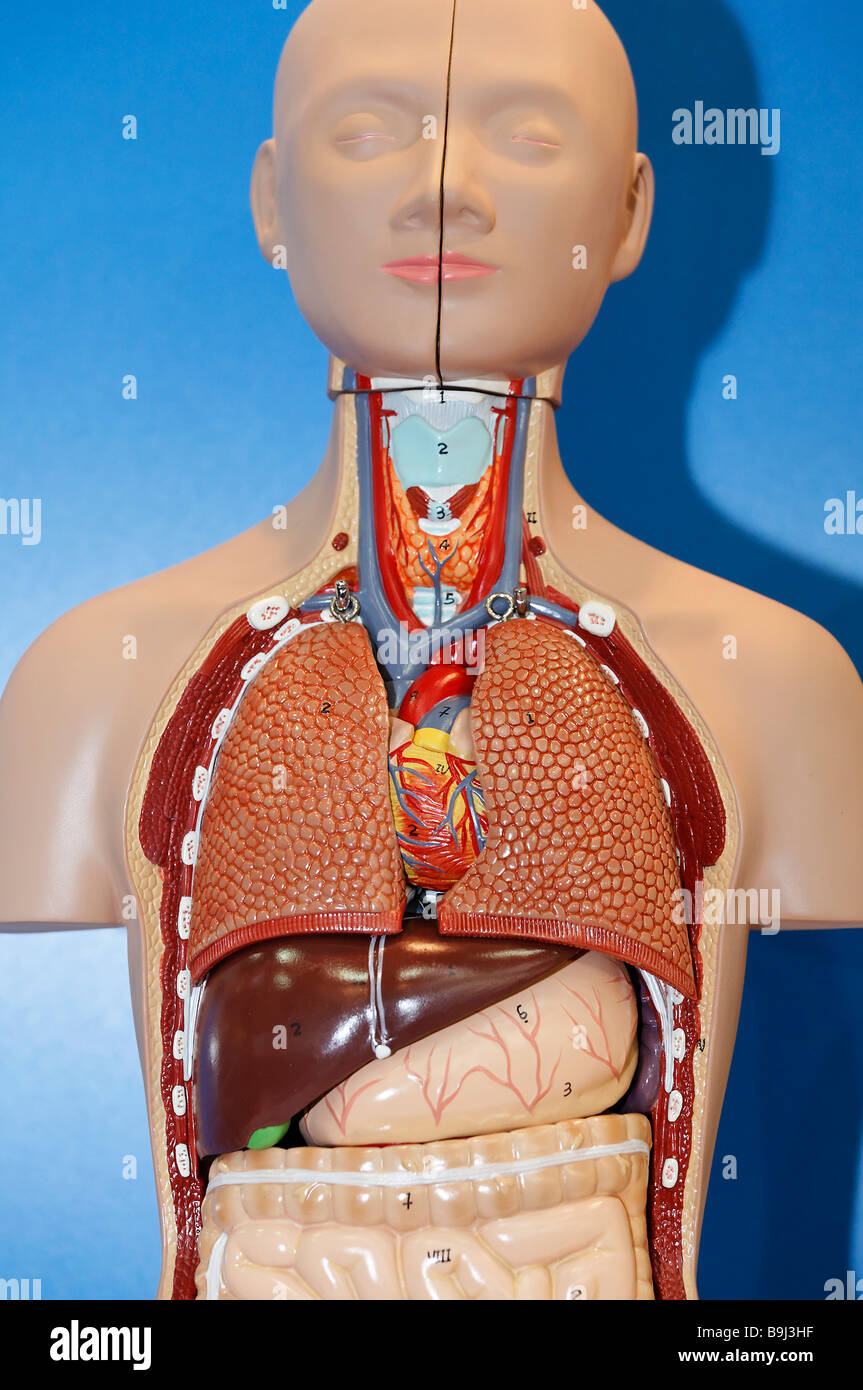 Torso with open chest, anatomical model of company Erler-Zimmer, Medica ...