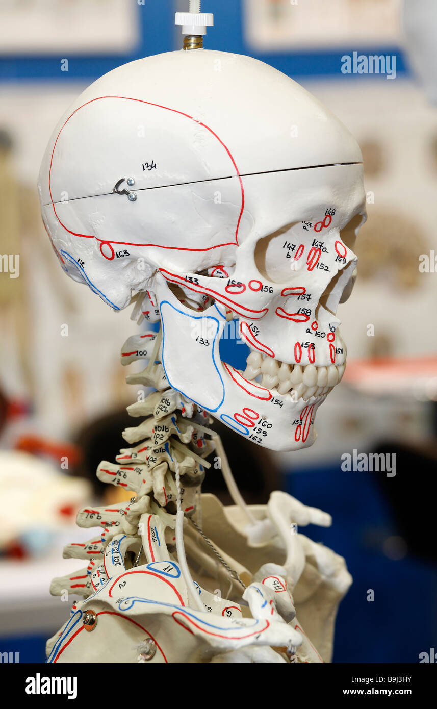 Human skull profile hi-res stock photography and images - Alamy