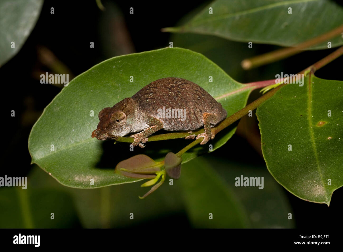 Nose horned Chameleon Calumma nasutum Madagascar Stock Photo - Alamy
