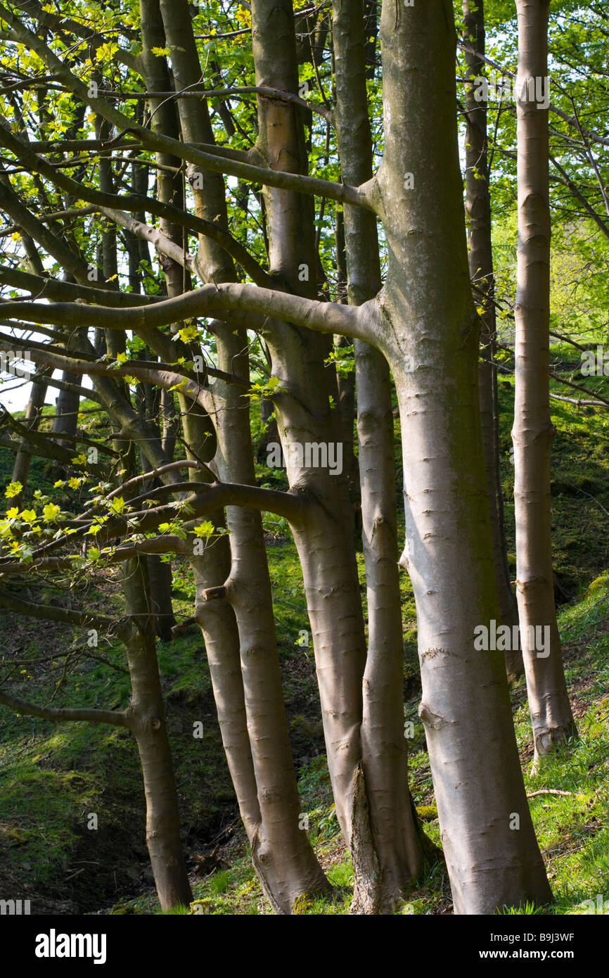 Sycamore trees hi-res stock photography and images - Alamy
