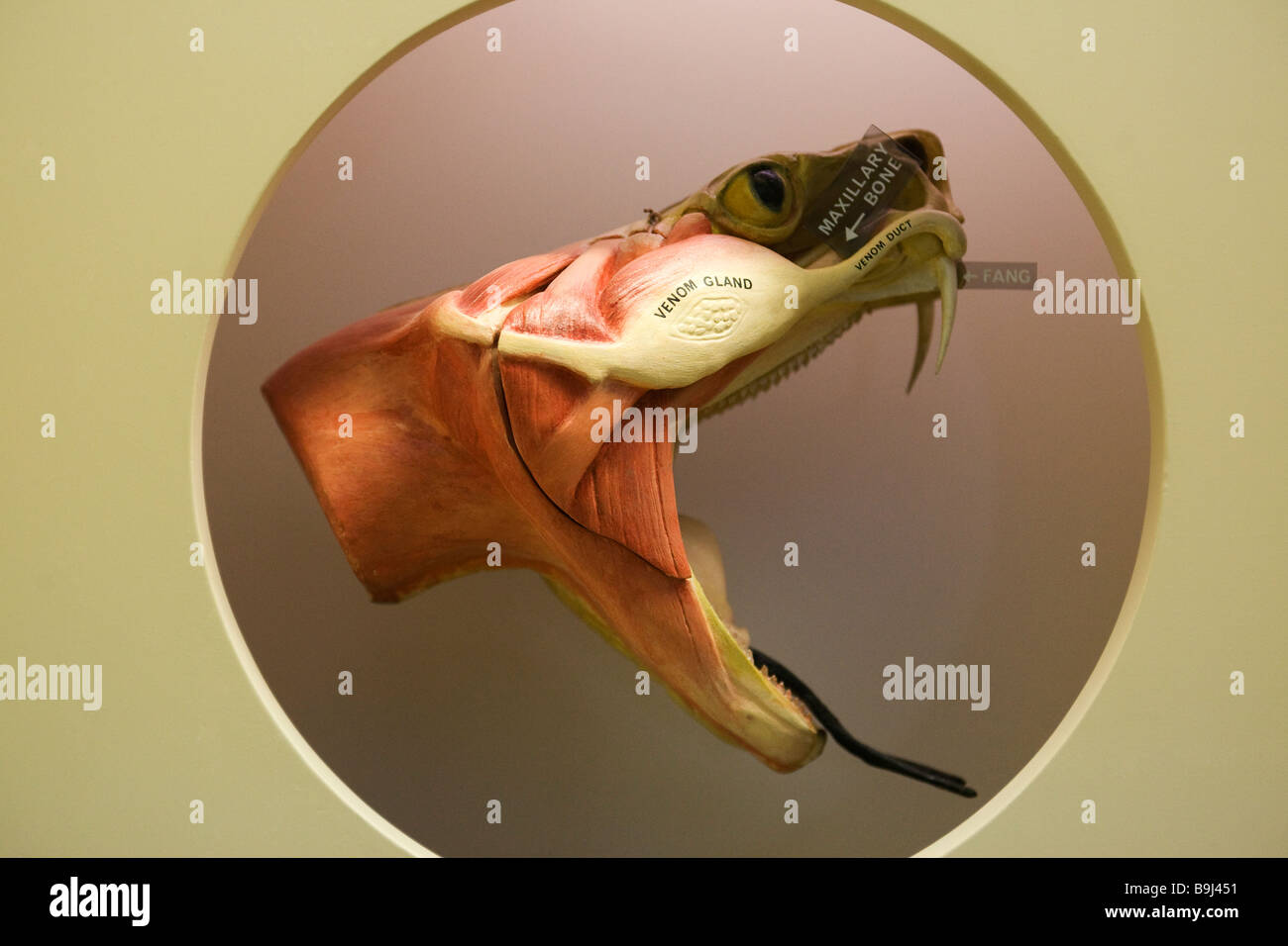 Snake head fangs hi-res stock photography and images - Alamy