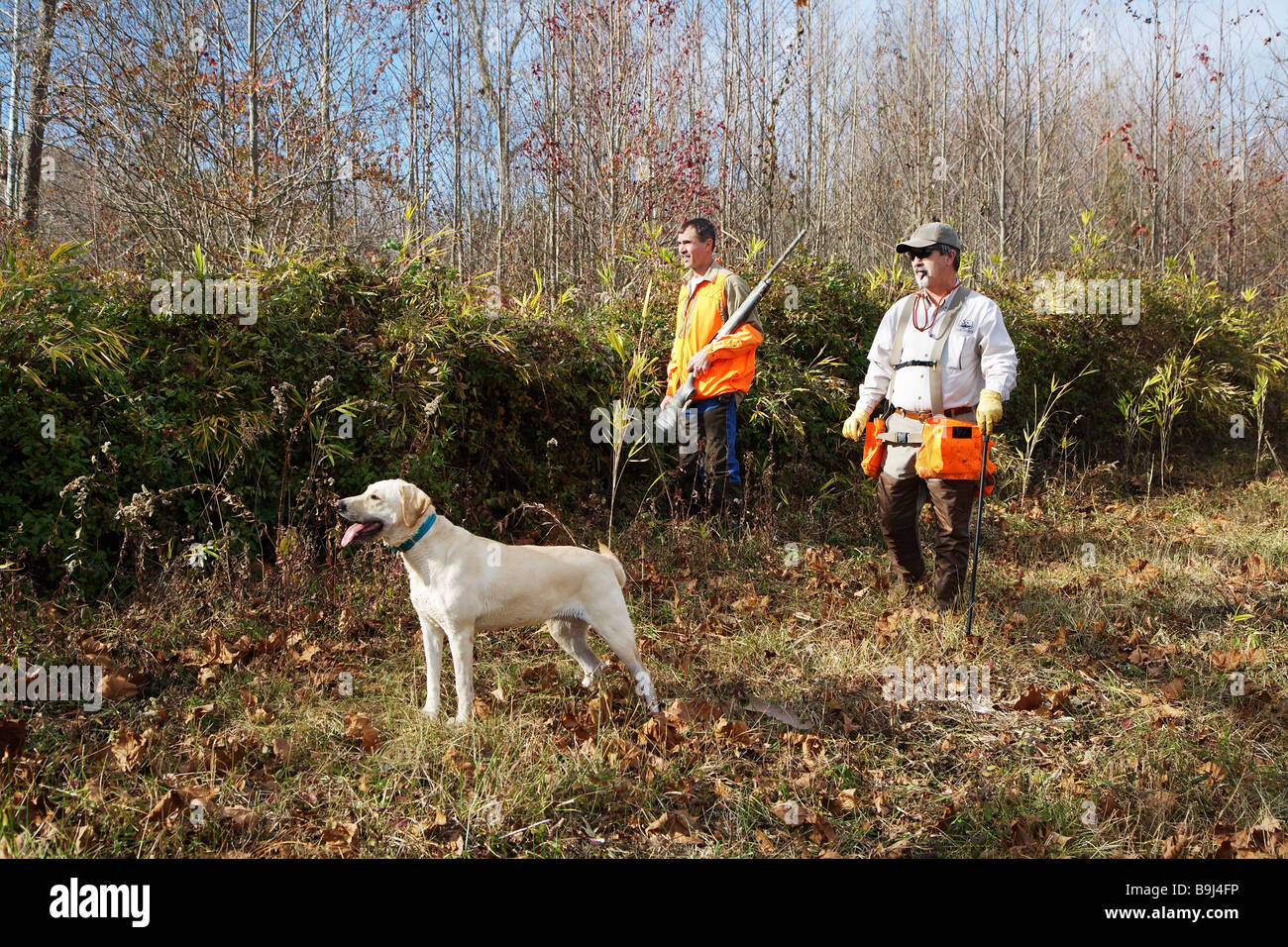 A hunting guide leads a bird dog Lab and a bird hunter orange with gun ...