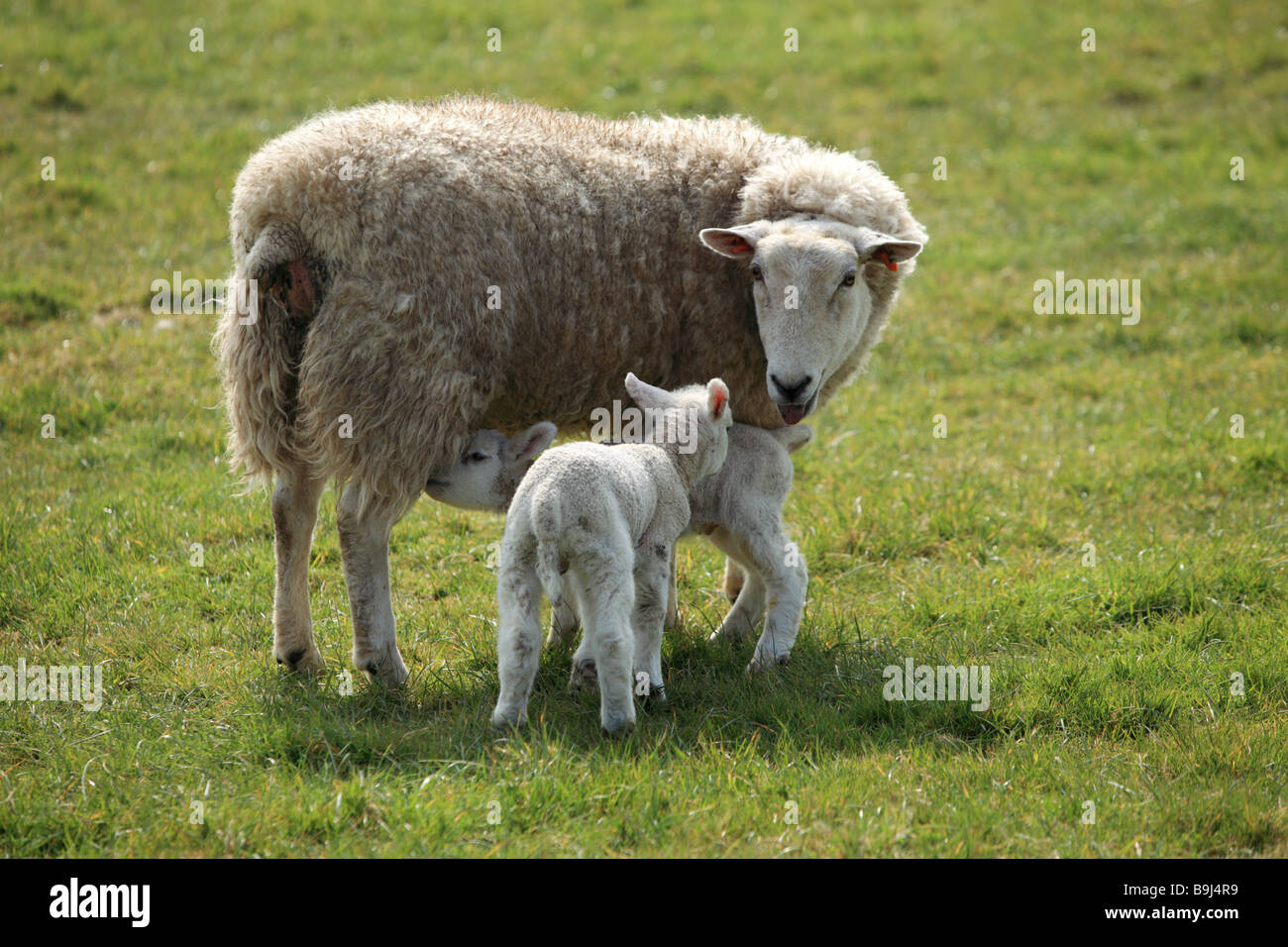 A ewe feeding her lamb Stock Photo - Alamy