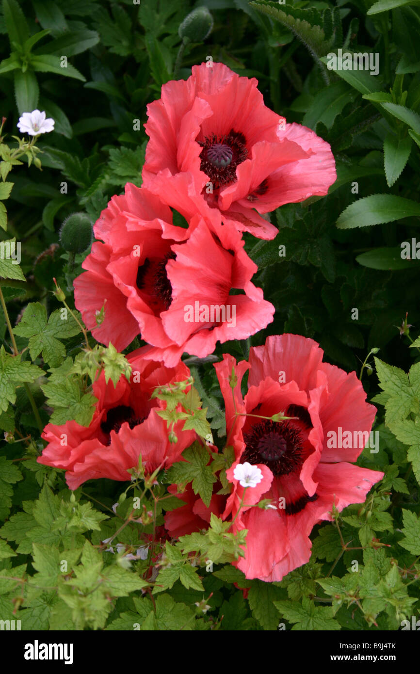 A display of Poppies (papaver) in an english country garden Stock Photo ...
