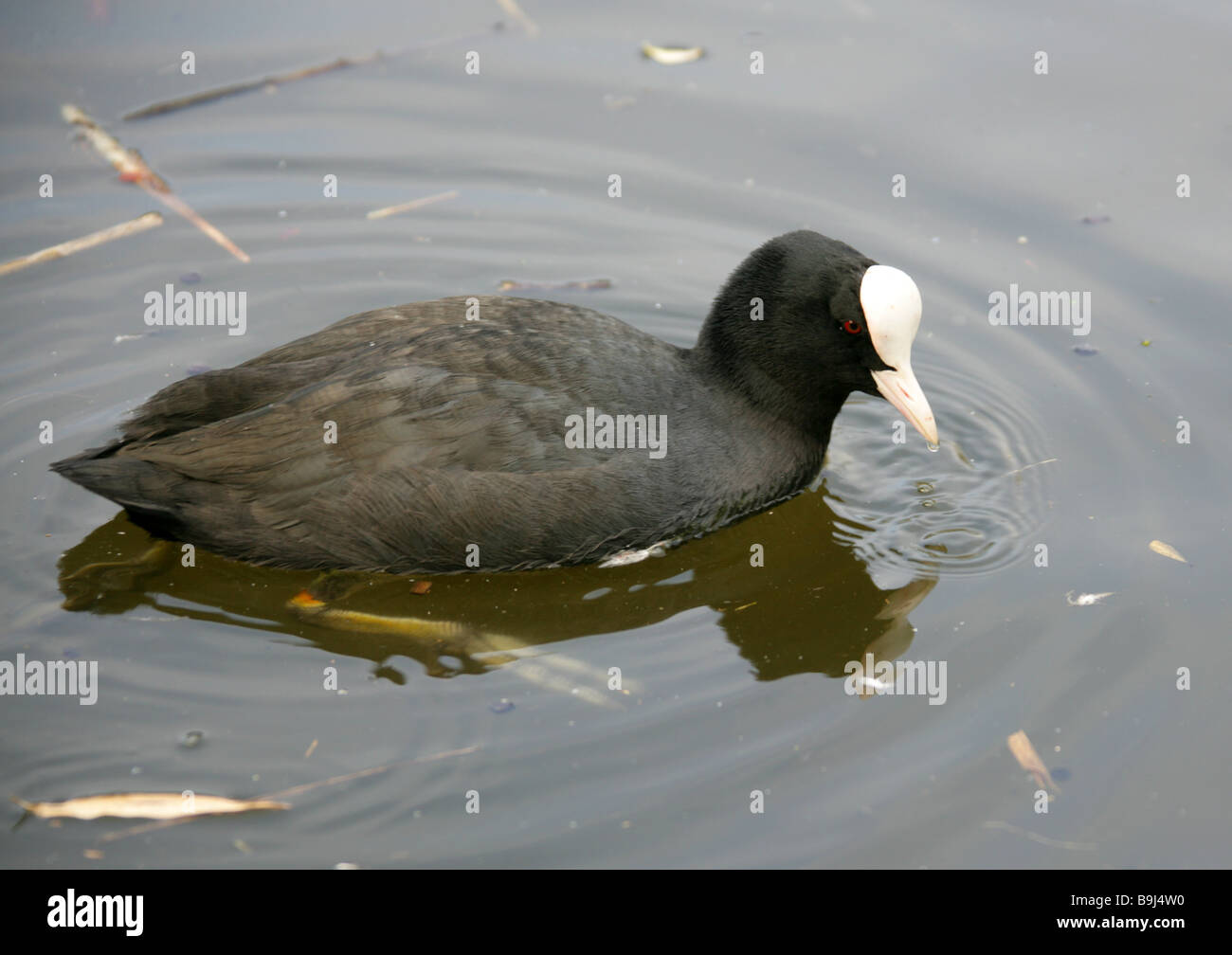 Black and white coot hi-res stock photography and images - Alamy
