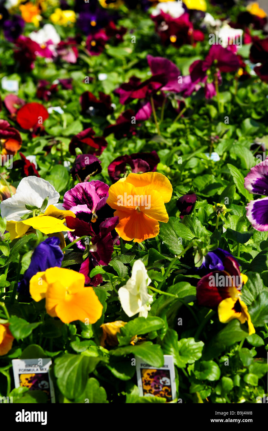 Pansy seedlings hi-res stock photography and images - Alamy