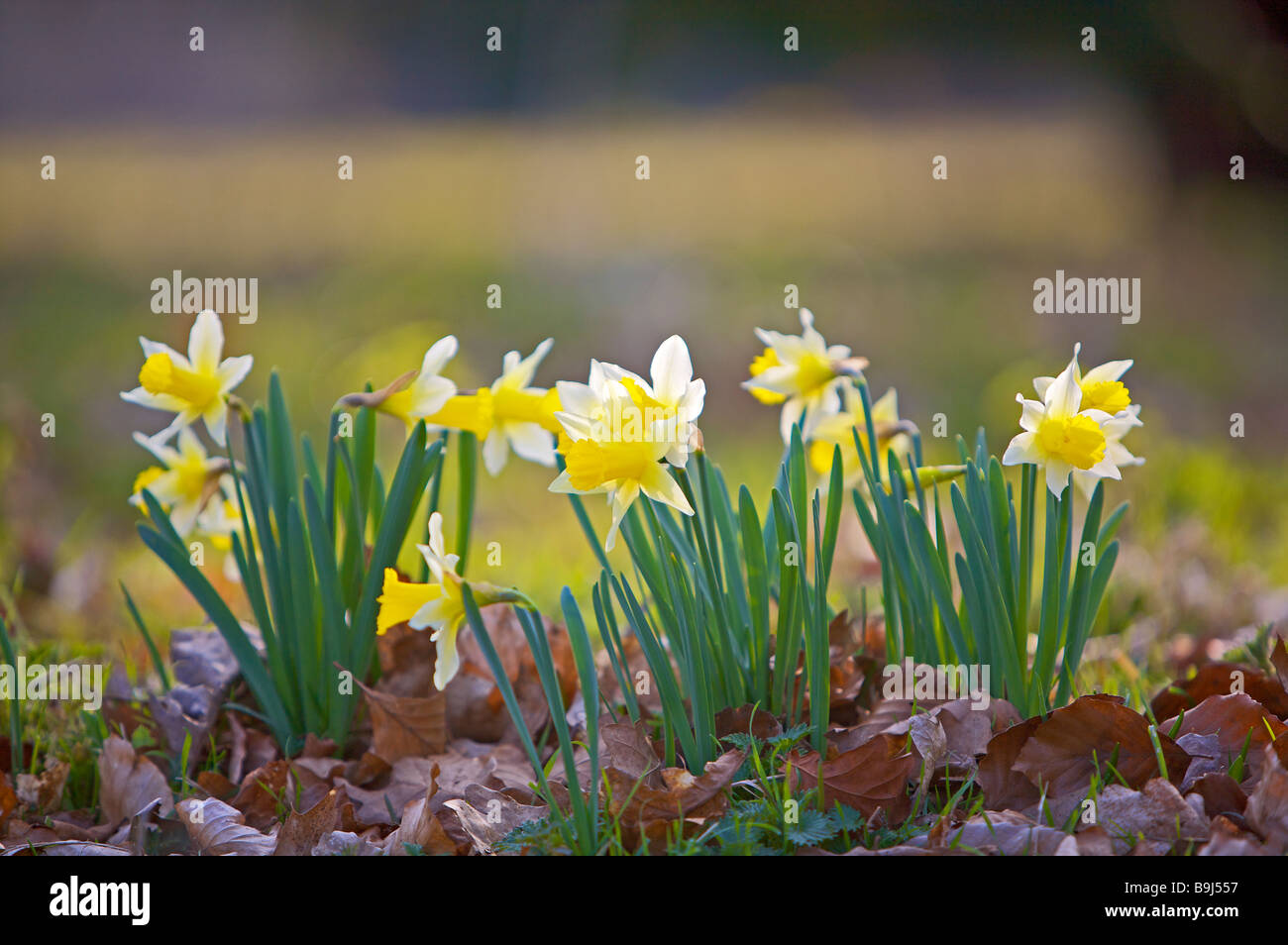 Daffodils in spring Stock Photo - Alamy