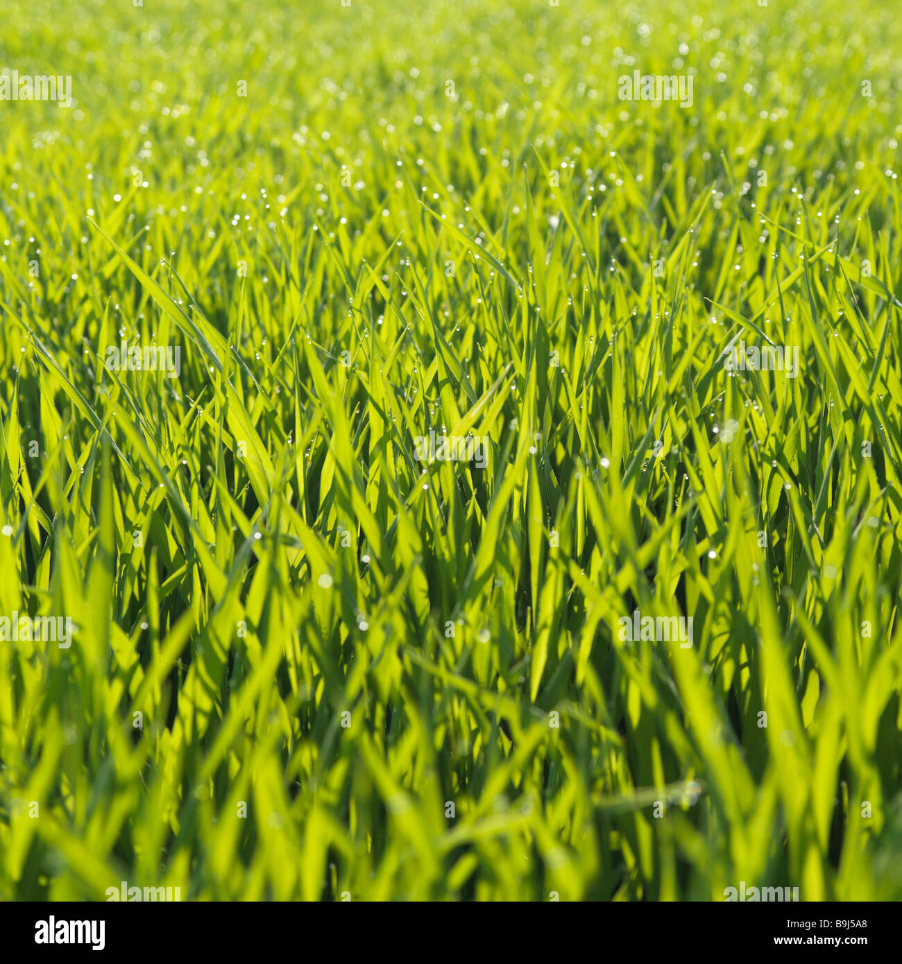 Field, close-up Stock Photo - Alamy
