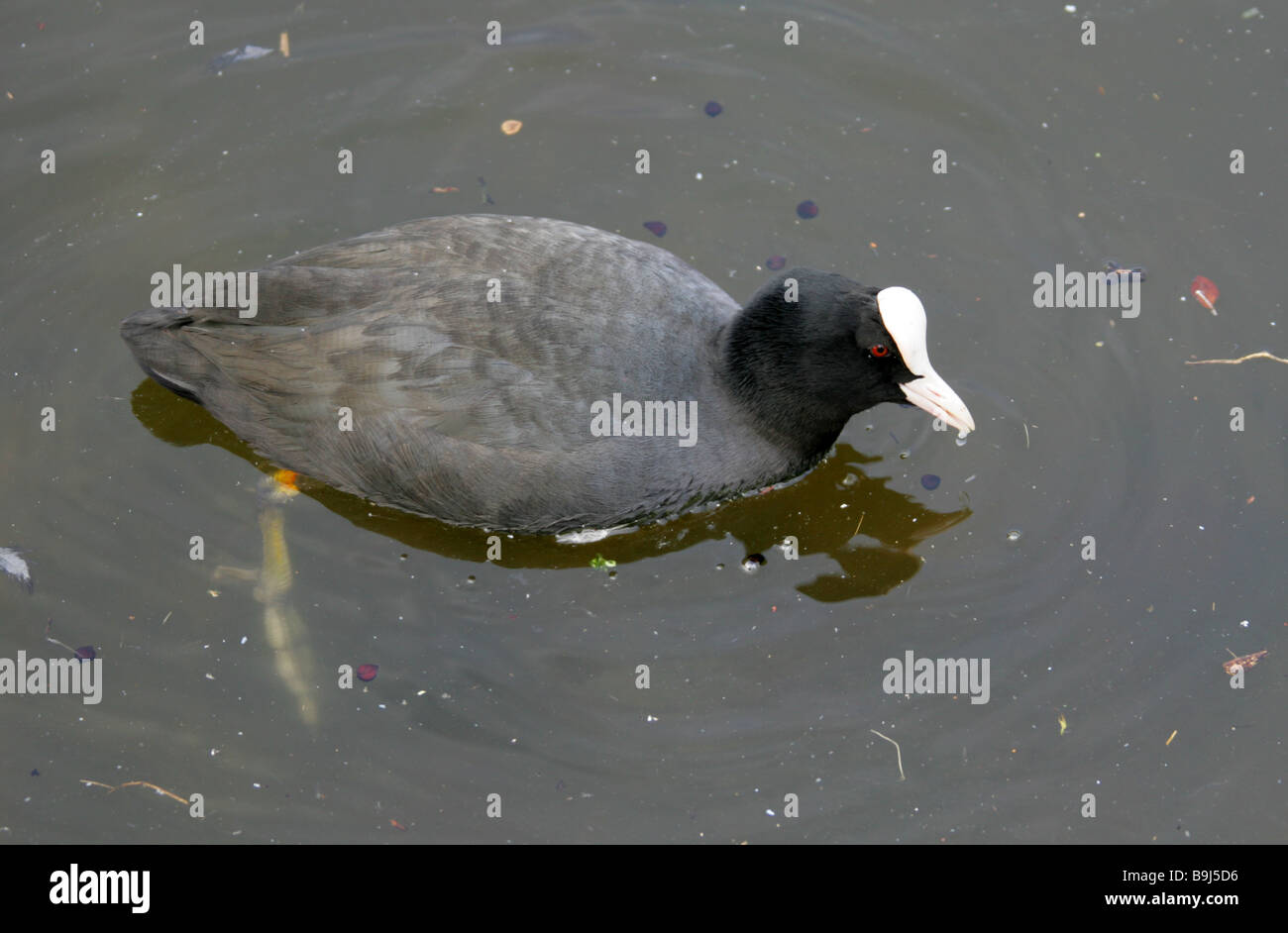 Coot with white feathers hi-res stock photography and images - Alamy