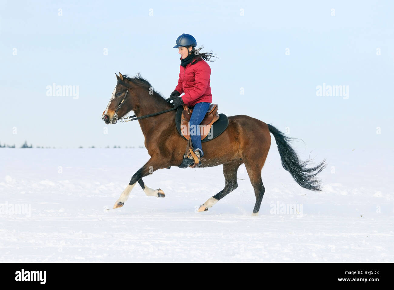 Young rider galloping during a ride out on a Paso Fino horse Stock ...