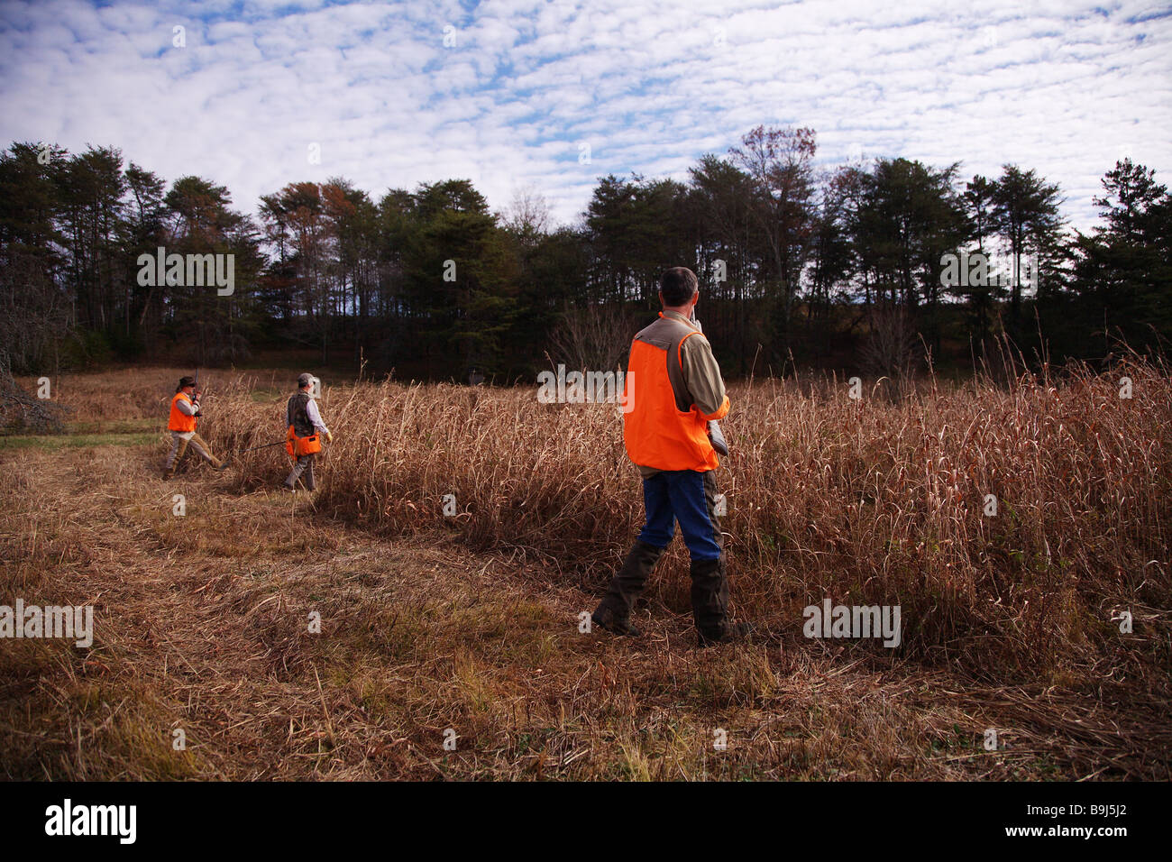 Hd bird hi-res stock photography and images - Alamy