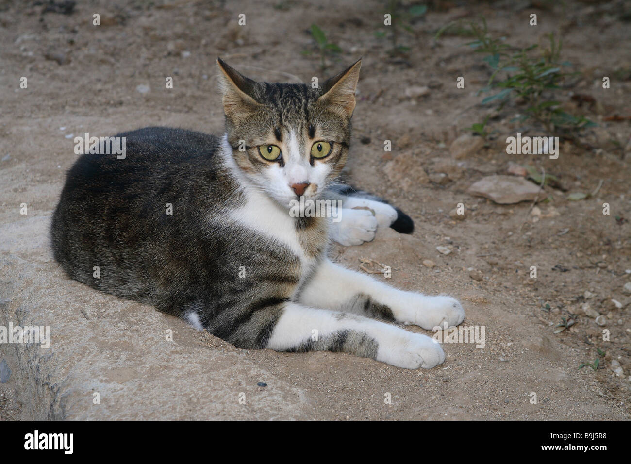 Sand colored cat hi-res stock photography and images - Alamy