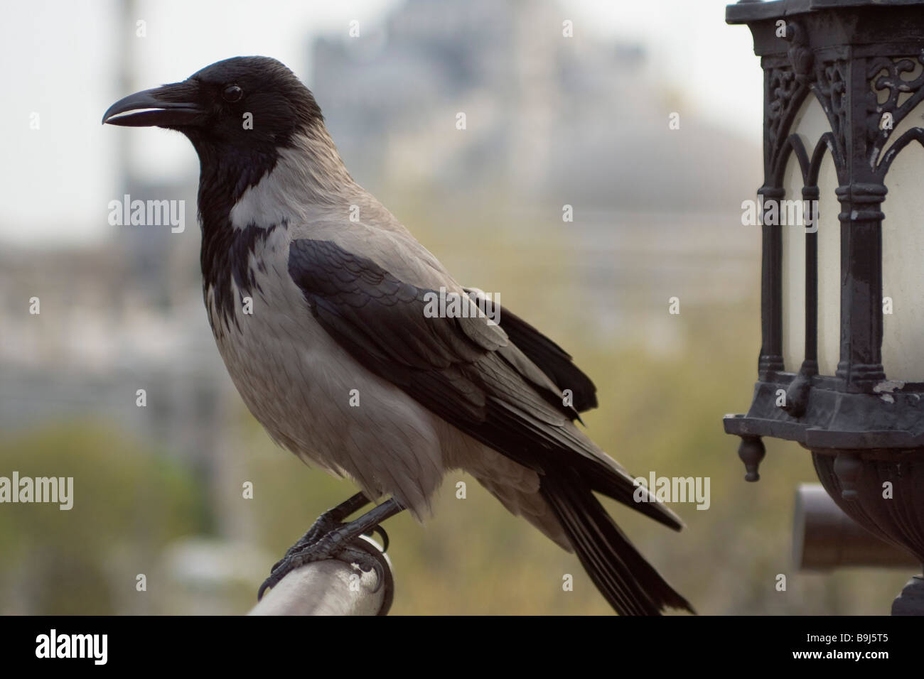 Hooded crow by lamp in Istanbul Stock Photo - Alamy