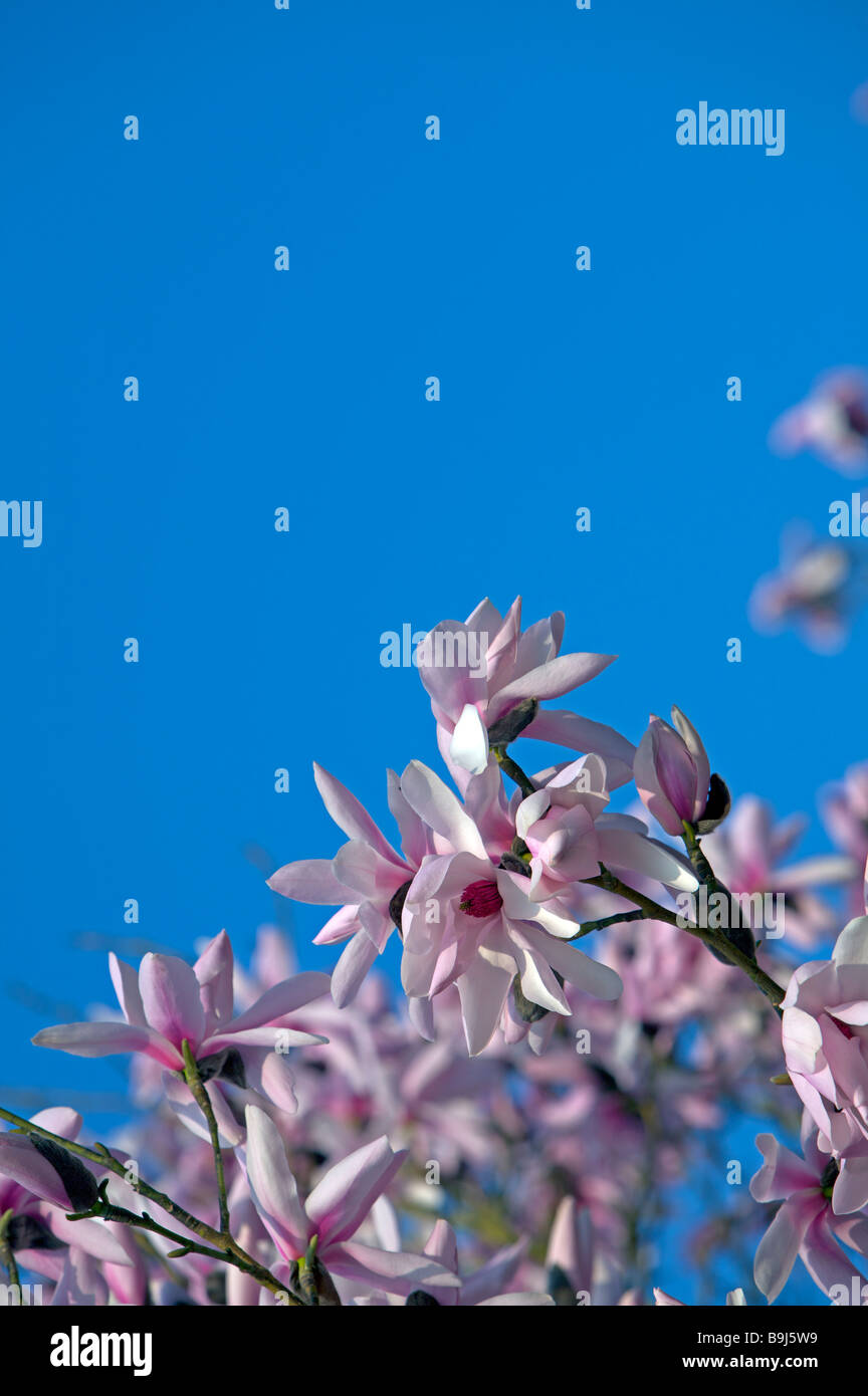 Chinese Magnolia Tree Facts at Sergio Bergeron blog