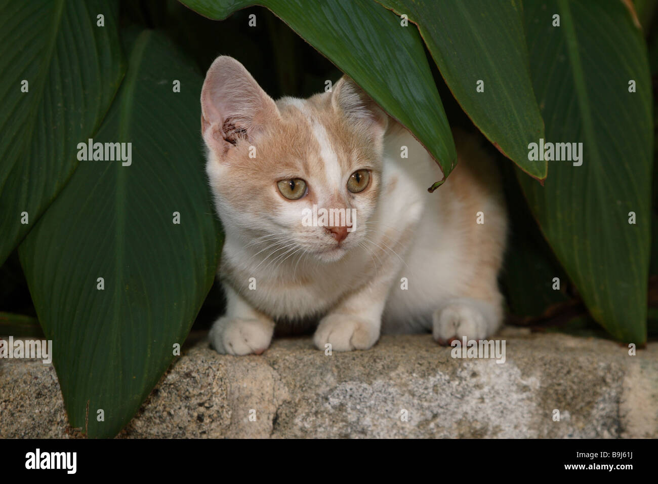 Liver colored by the red hi-res stock photography and images - Alamy
