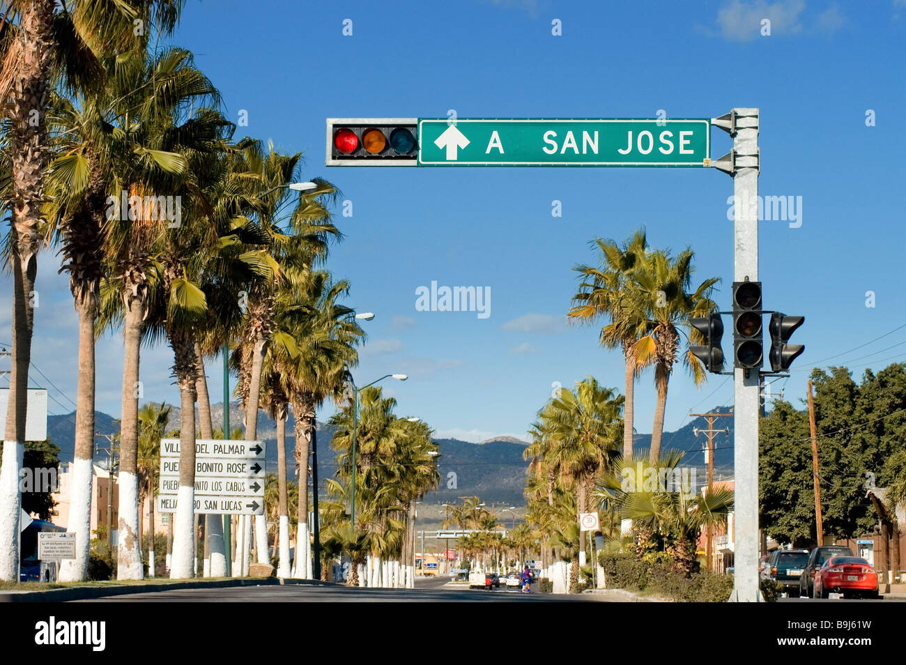 Palm Trees San Jose