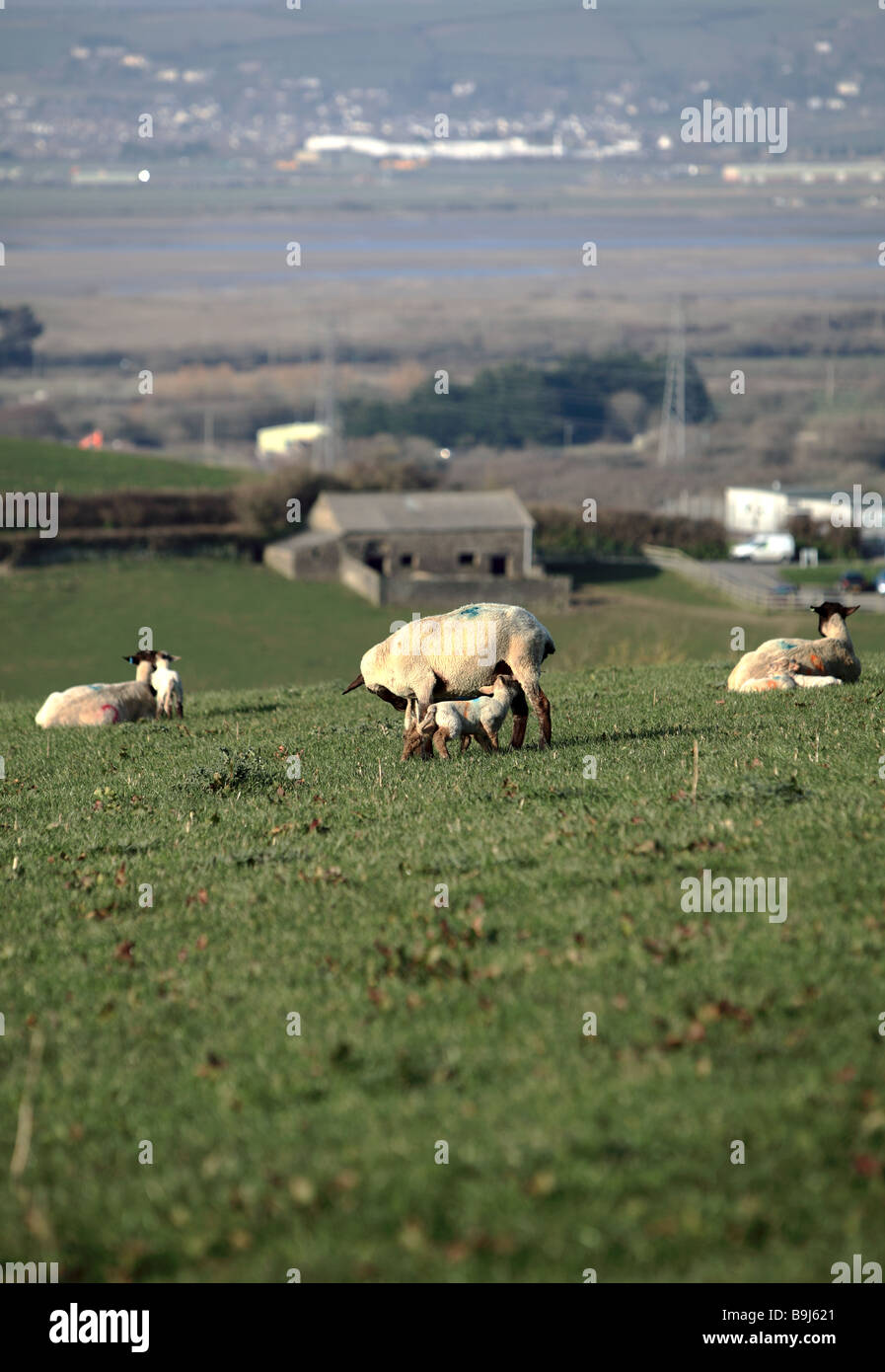 Sheep on hillside with shepherd hi-res stock photography and images - Alamy
