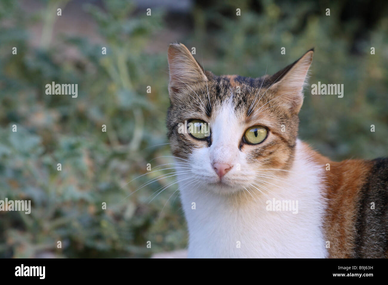 Cat three-colored watching camera outside portrait animal pet house-cat ...