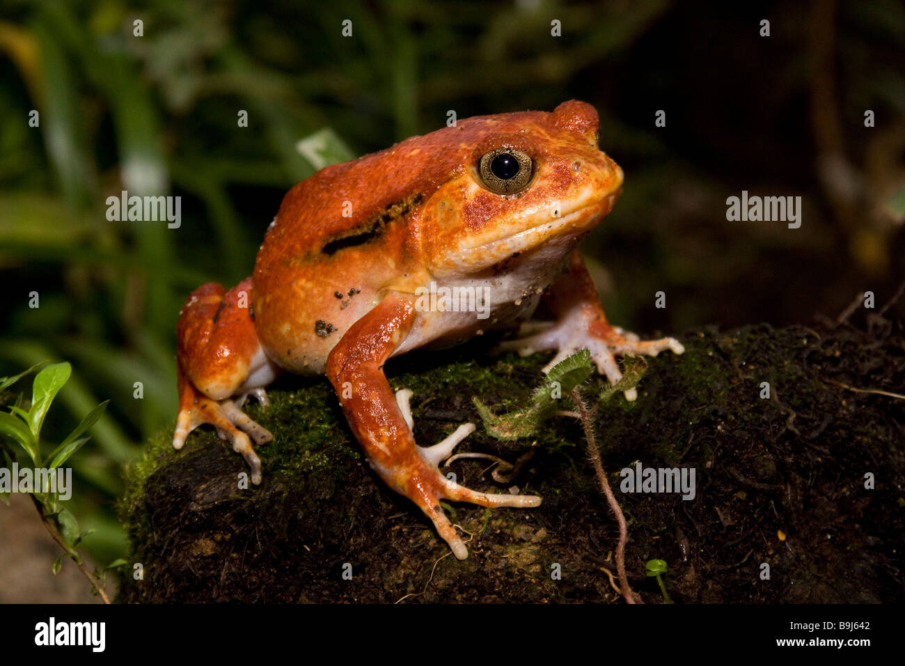 Tomato Frog High Resolution Stock Photography and Images - Alamy