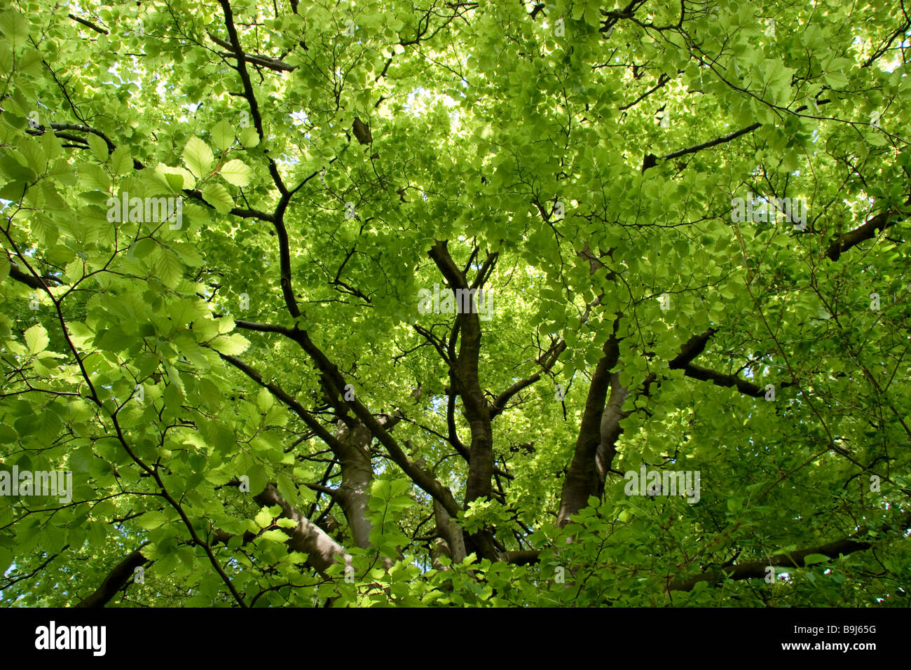 Botany fagaceae english hi-res stock photography and images - Alamy