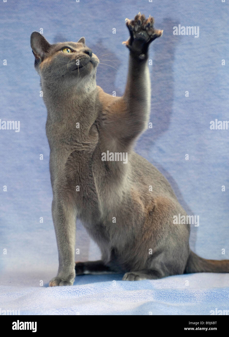 Cat paw raised hi-res stock photography and images - Alamy