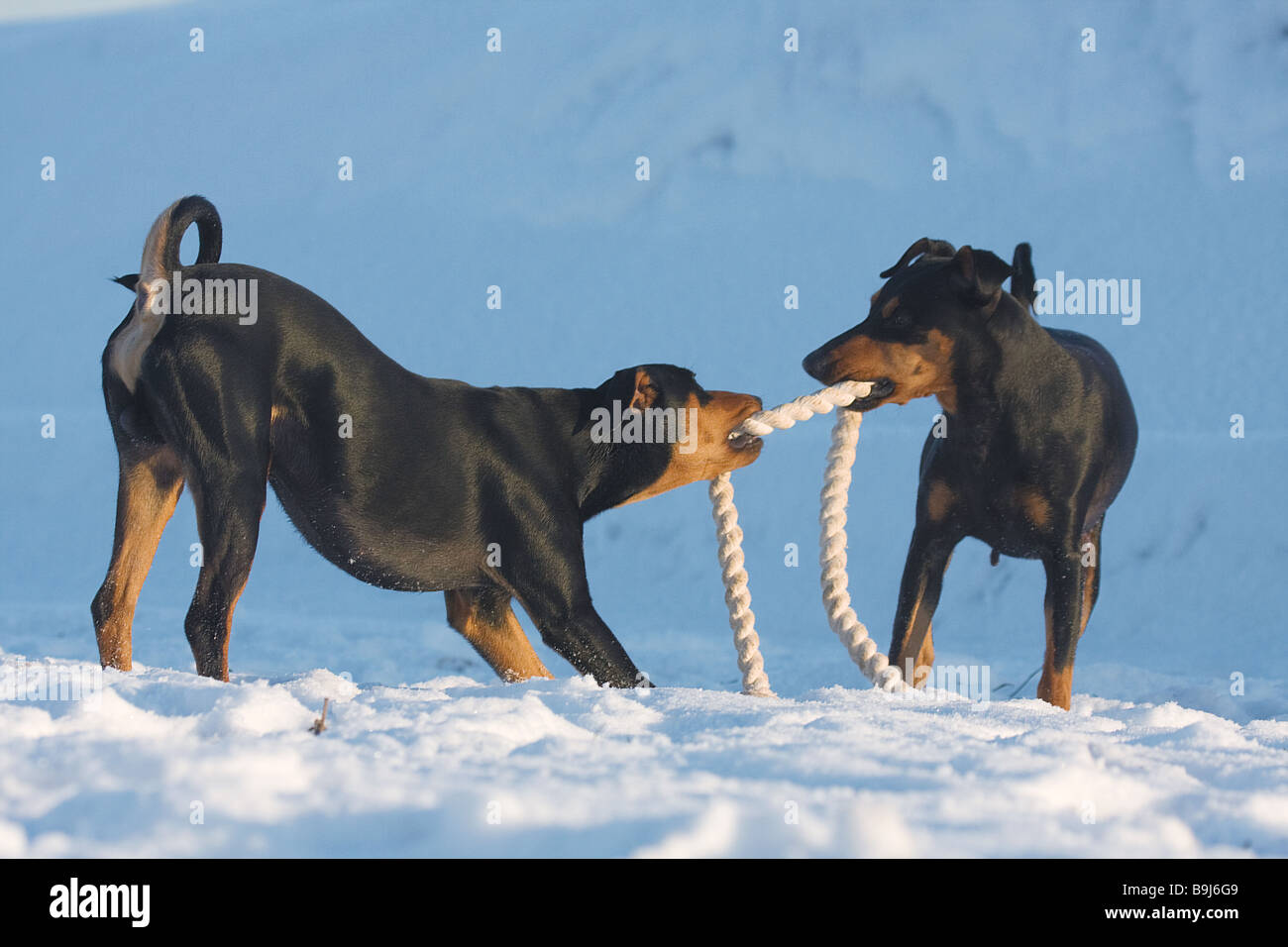 Two Dogs Playing Rope High Resolution Stock Photography and Images - Alamy
