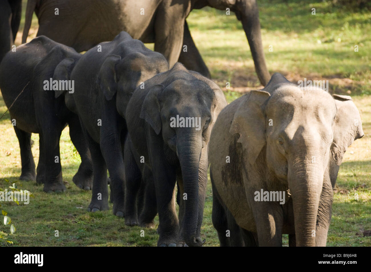 Elephants walking line hi-res stock photography and images - Alamy