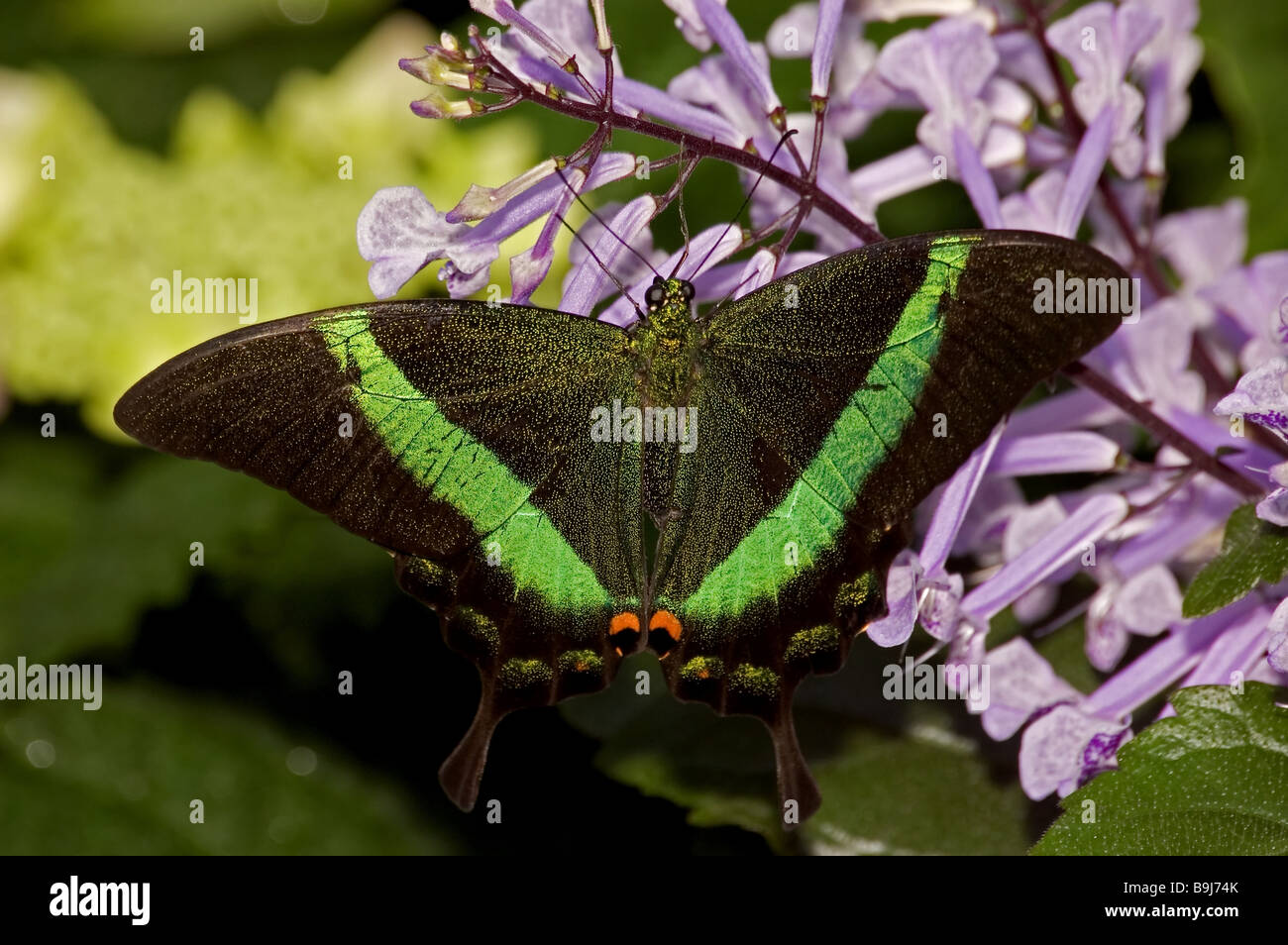 Banded peacock butterfly hi-res stock photography and images - Alamy