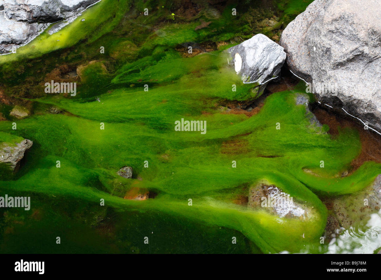 Green thread algae in a stream, La Gomera, Canary Islands, Spain ...